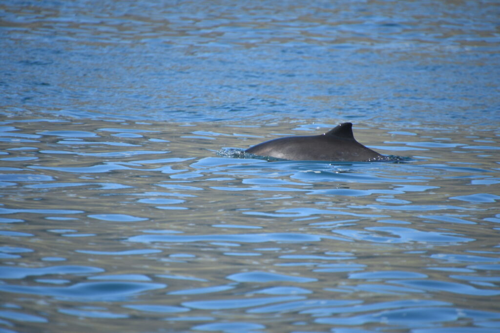The Puffing Pig of Iceland: Meet the Harbour Porpoise - Sea Trips Reykjavík